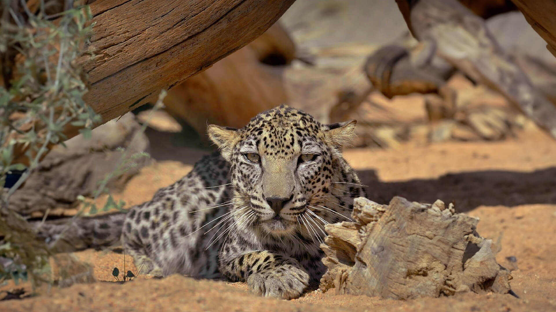 AlUla and the Arabian Leopard | Features | Experience AlUla